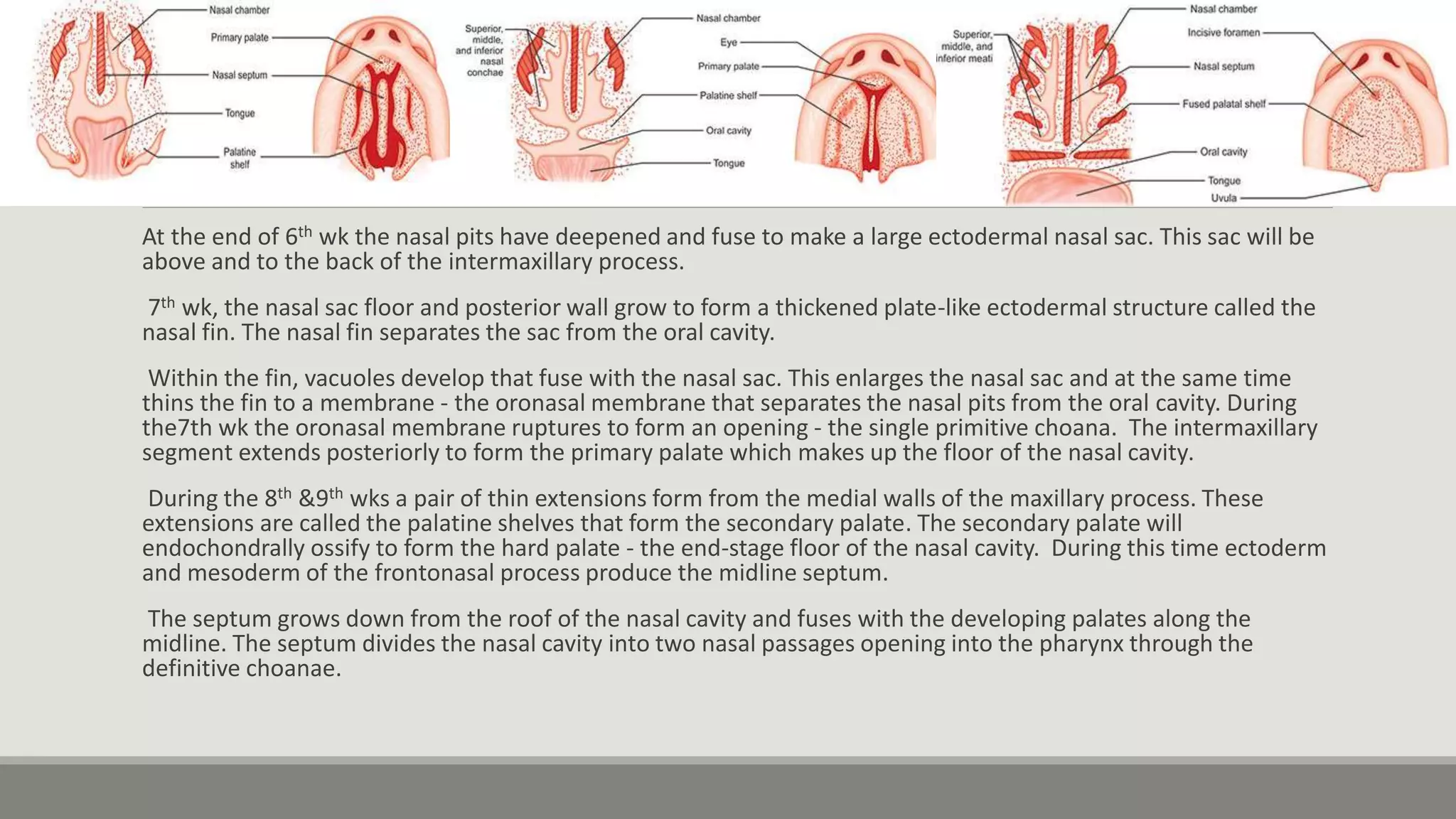 EMBERYOLOGY AND ANATOMY OF EXTERNAL NOSE.pptx