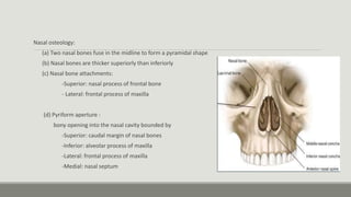 EMBERYOLOGY AND ANATOMY OF EXTERNAL NOSE.pptx