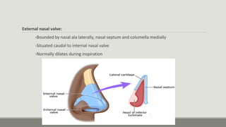 EMBERYOLOGY AND ANATOMY OF EXTERNAL NOSE.pptx