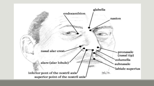 EMBERYOLOGY AND ANATOMY OF EXTERNAL NOSE.pptx