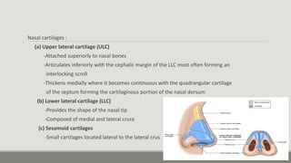 EMBERYOLOGY AND ANATOMY OF EXTERNAL NOSE.pptx