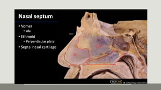 EMBERYOLOGY AND ANATOMY OF EXTERNAL NOSE.pptx