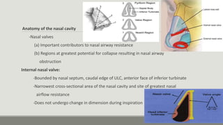 EMBERYOLOGY AND ANATOMY OF EXTERNAL NOSE.pptx