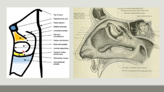 EMBERYOLOGY AND ANATOMY OF EXTERNAL NOSE.pptx