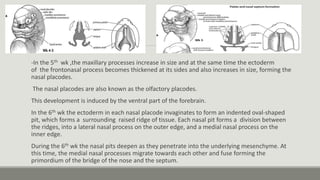 EMBERYOLOGY AND ANATOMY OF EXTERNAL NOSE.pptx