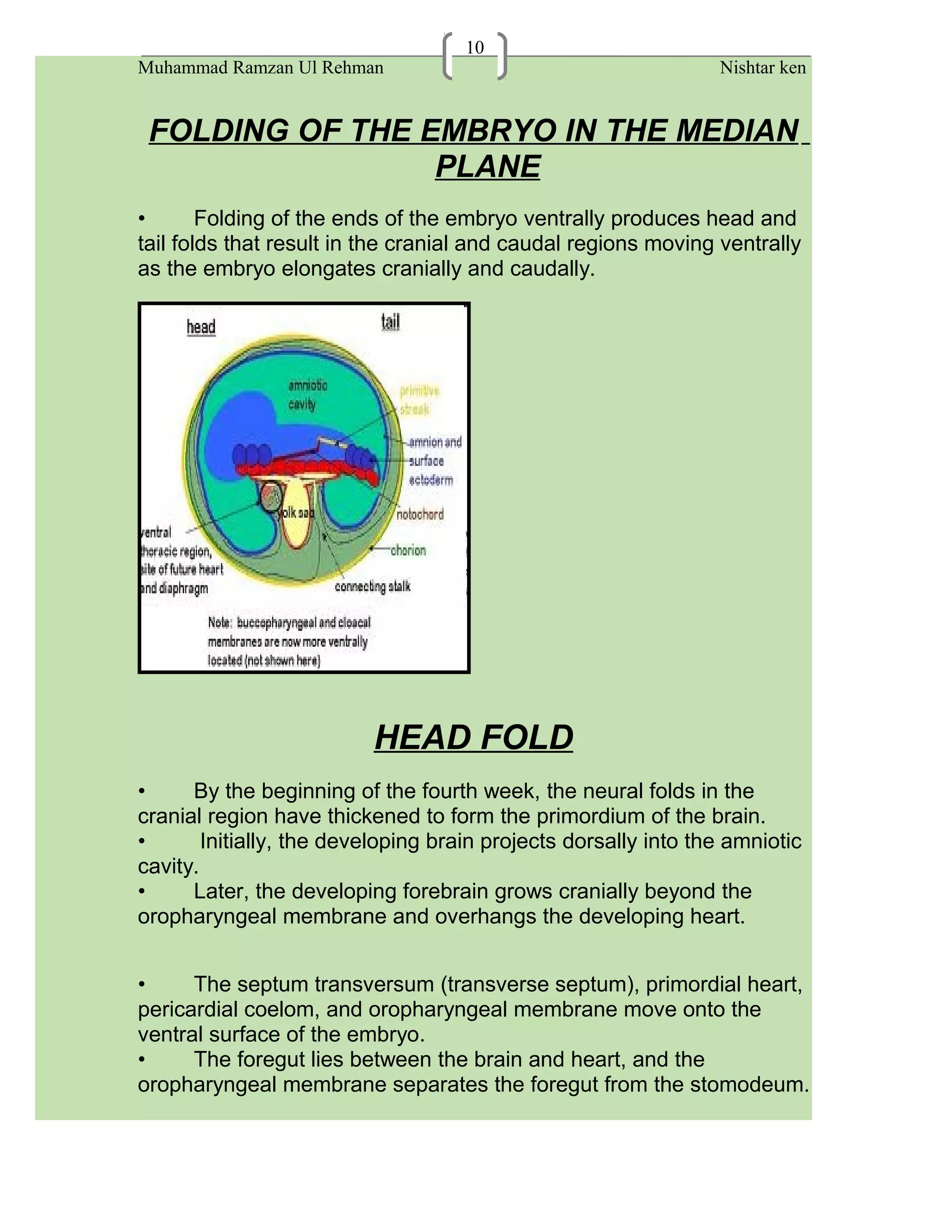 Emberyonic period KLM | DOC