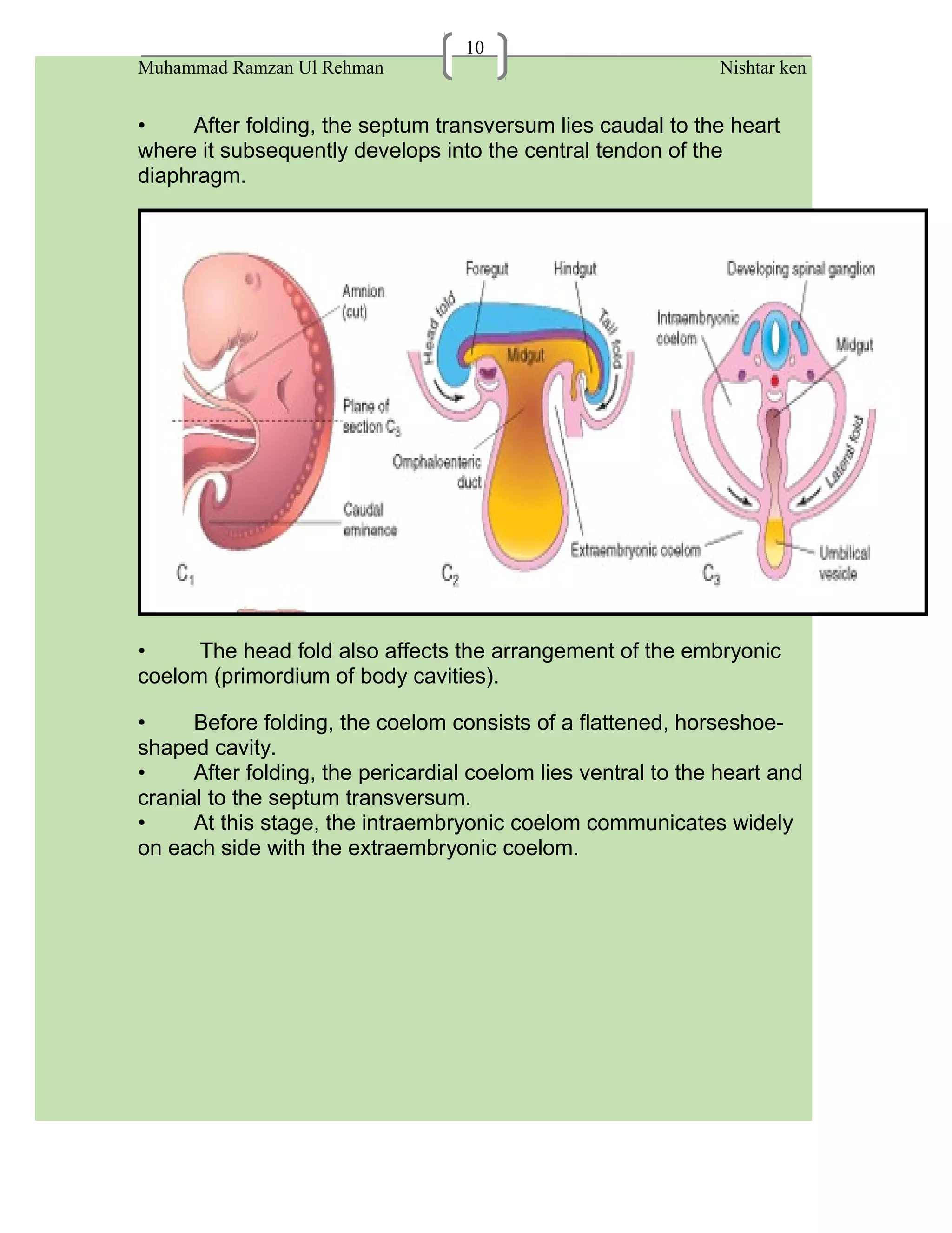 Emberyonic period KLM | DOC