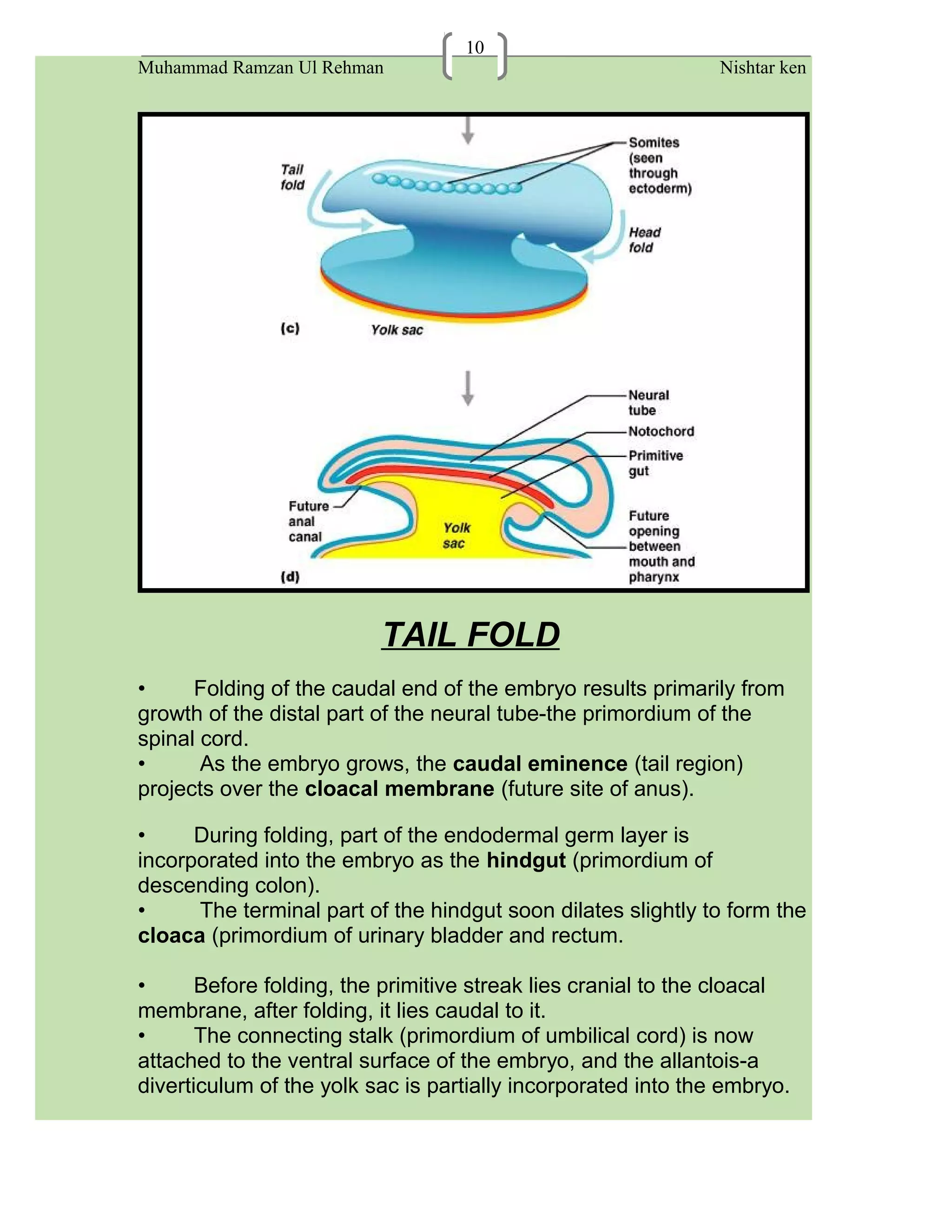 Emberyonic period KLM | DOC