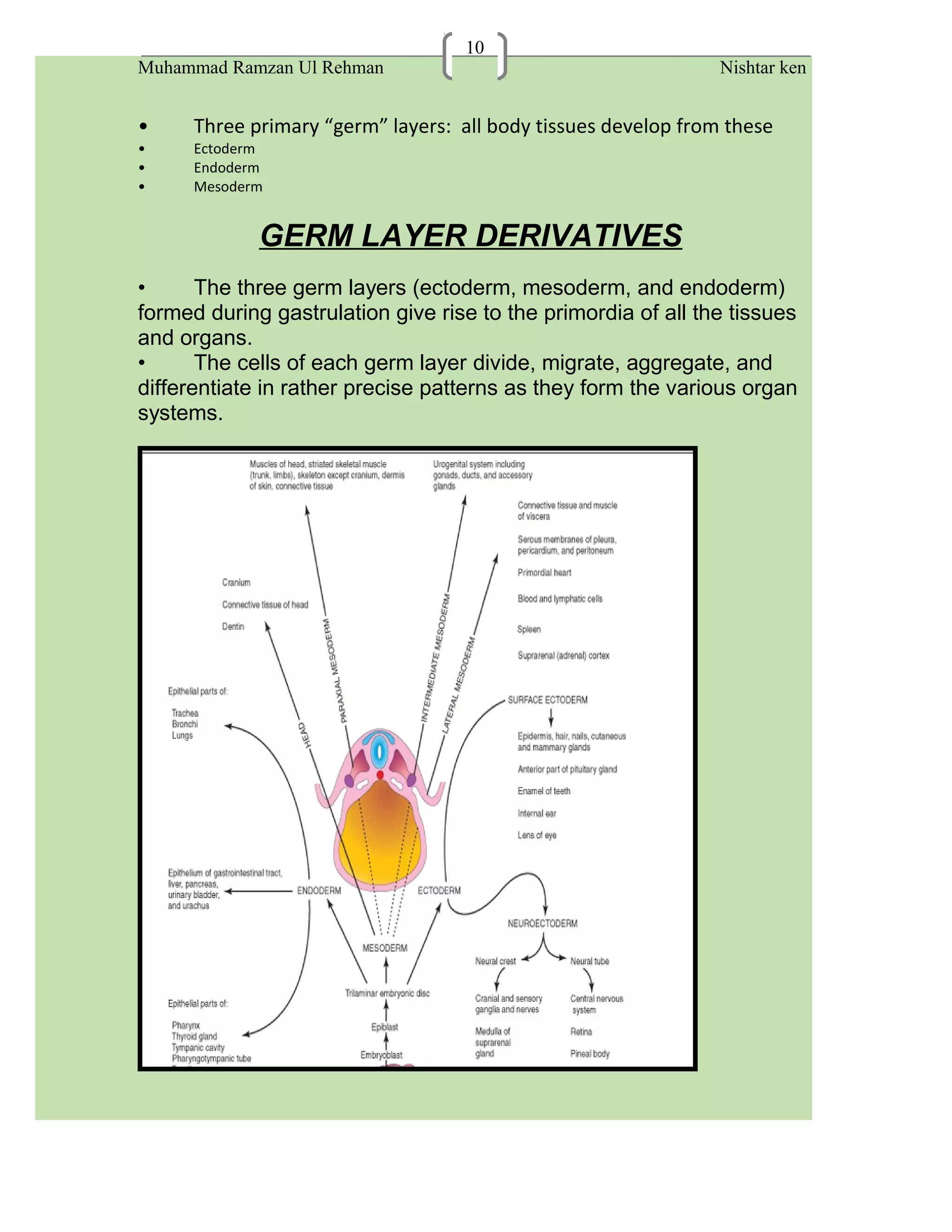 Emberyonic period KLM | DOC