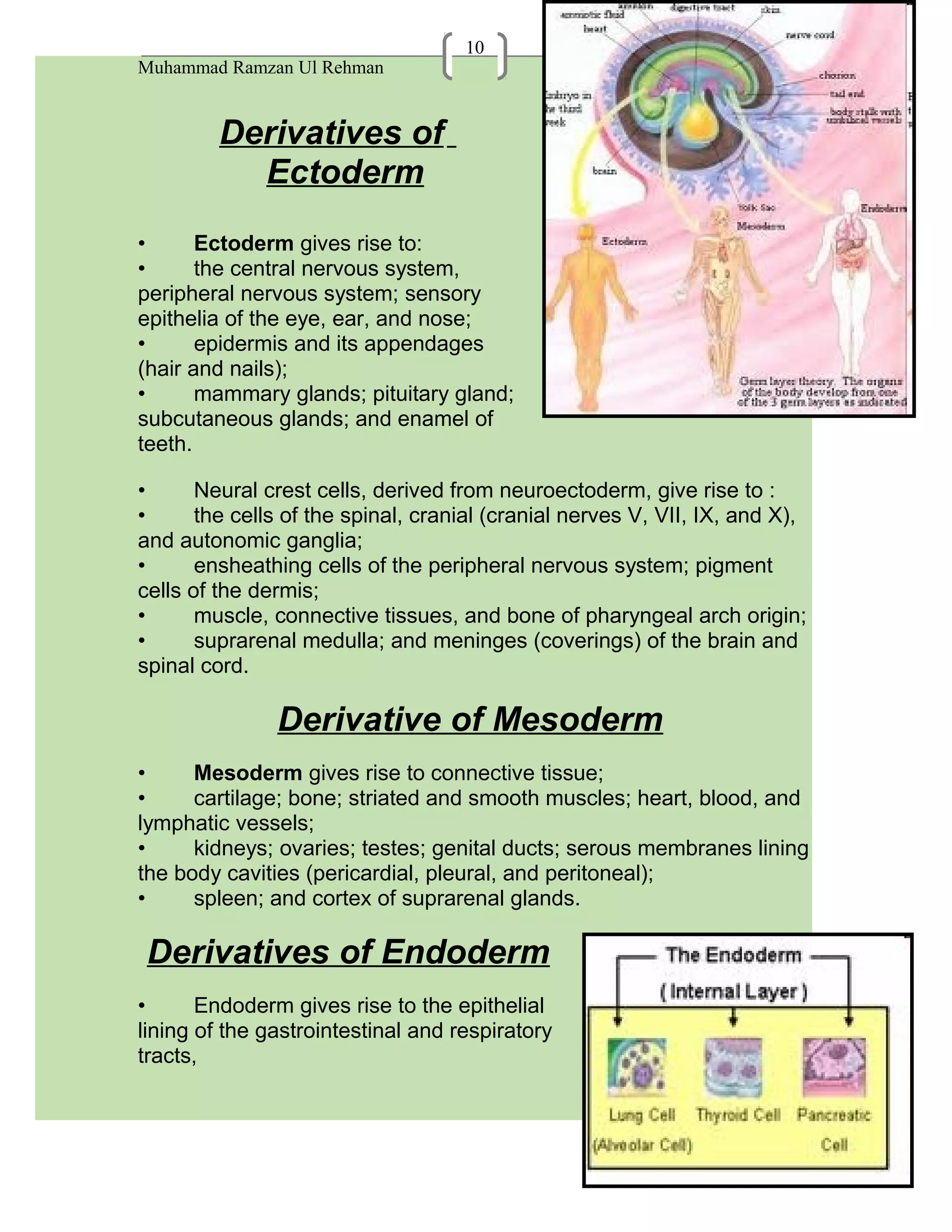 Emberyonic period KLM | DOC