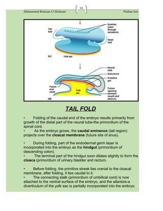 Emberyonic period KLM | DOC