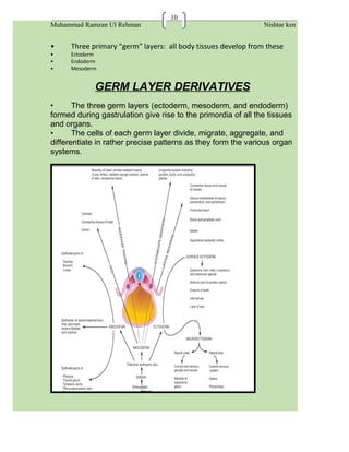 Emberyonic period KLM | DOC