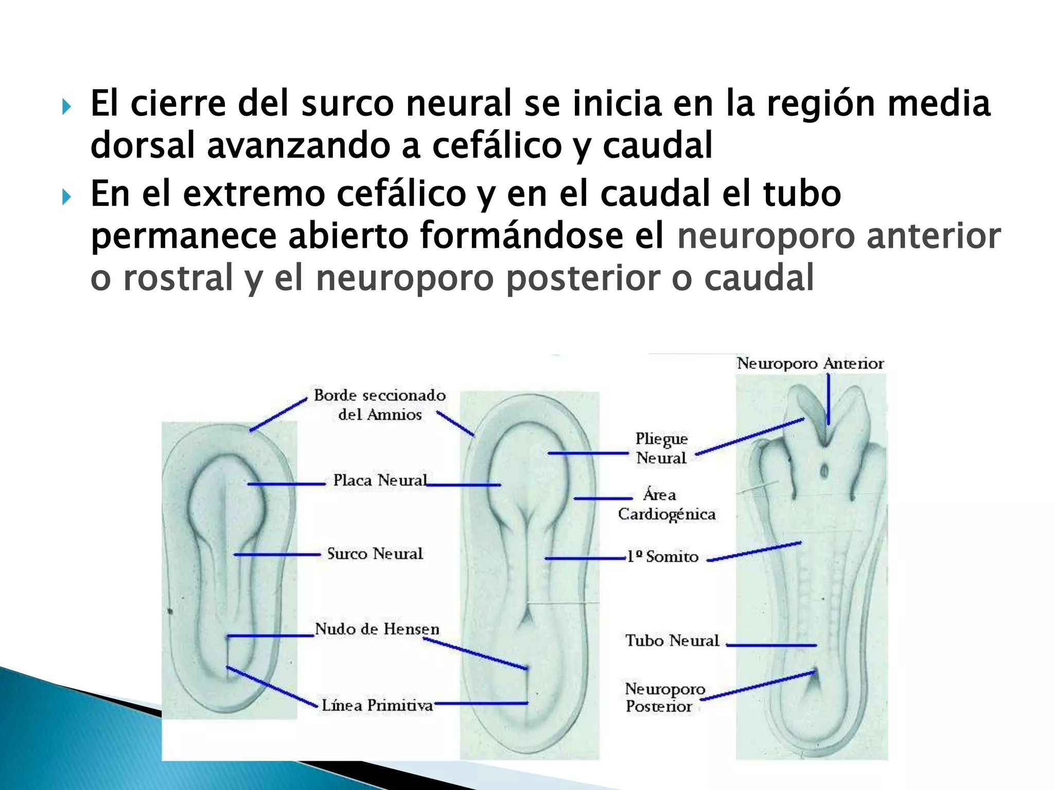 Embiologia Formacion del Tubo Neural | PPTX