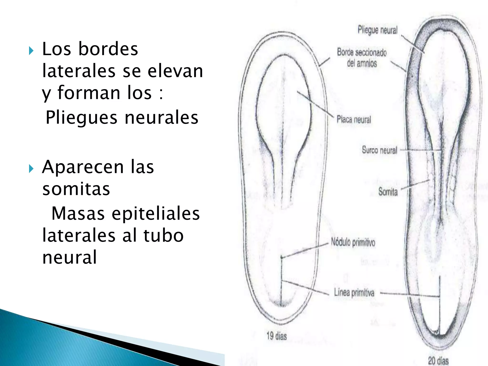 Embiologia Formacion del Tubo Neural | PPTX