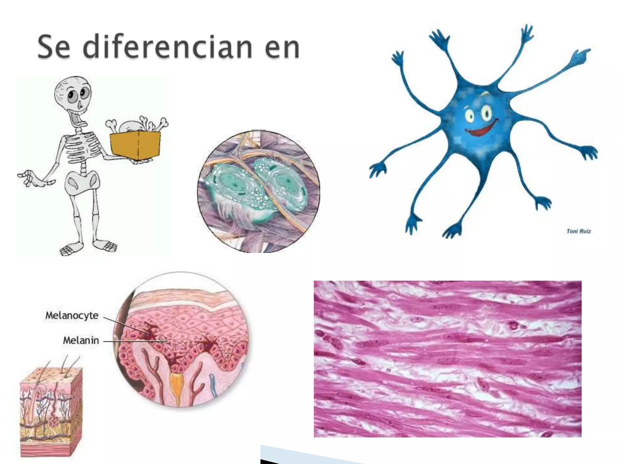 Embiologia Formacion del Tubo Neural | PPTX
