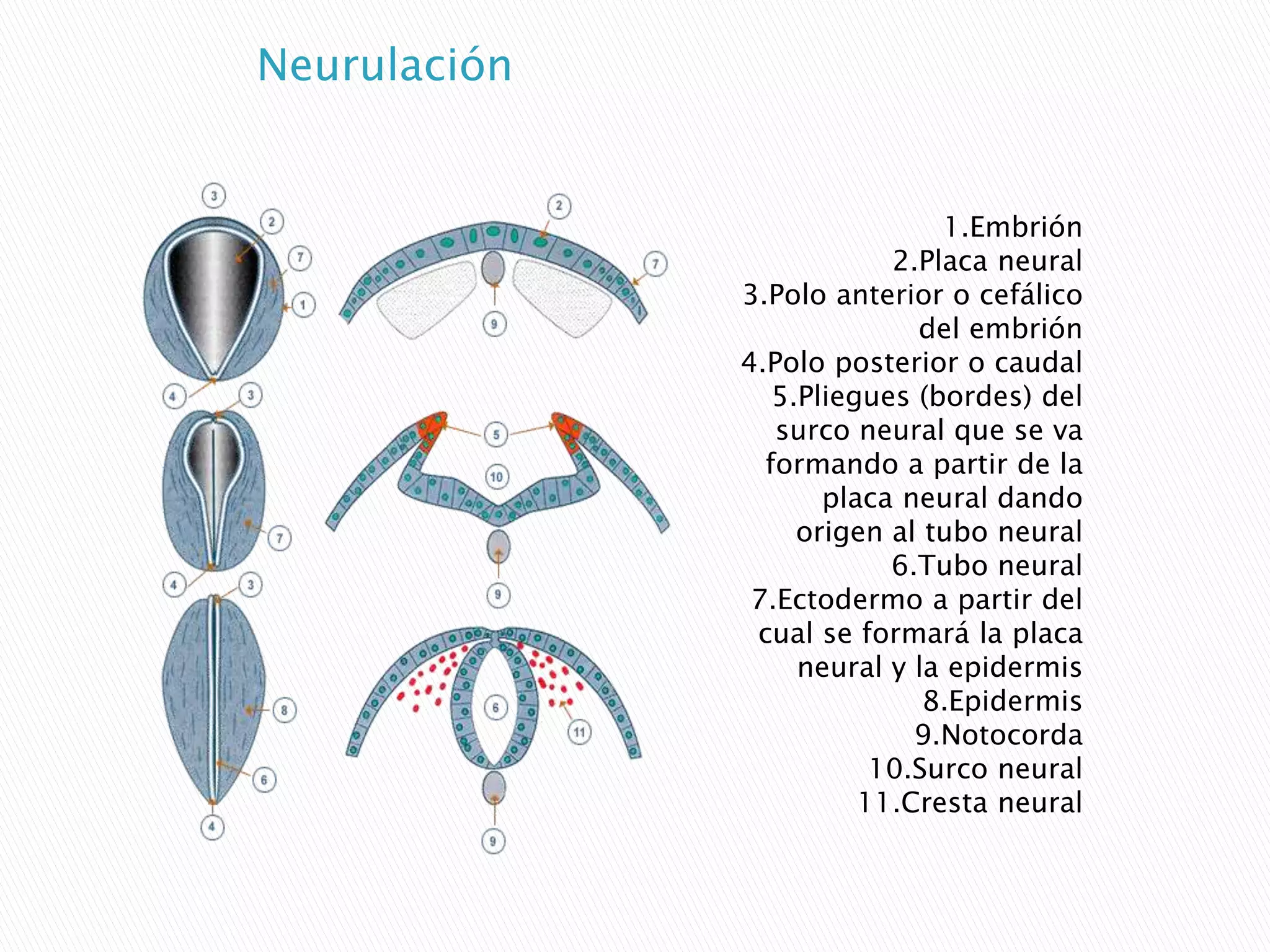 Embiologia Formacion del Tubo Neural | PPTX
