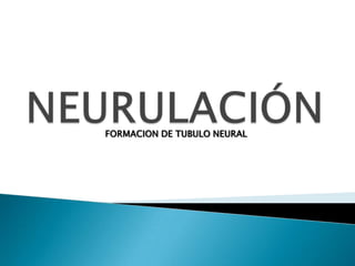 Embiologia Formacion del Tubo Neural | PPTX