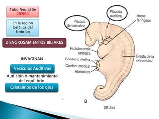 Embiologia Formacion del Tubo Neural | PPTX
