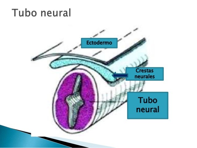Embiologia Formacion del Tubo Neural