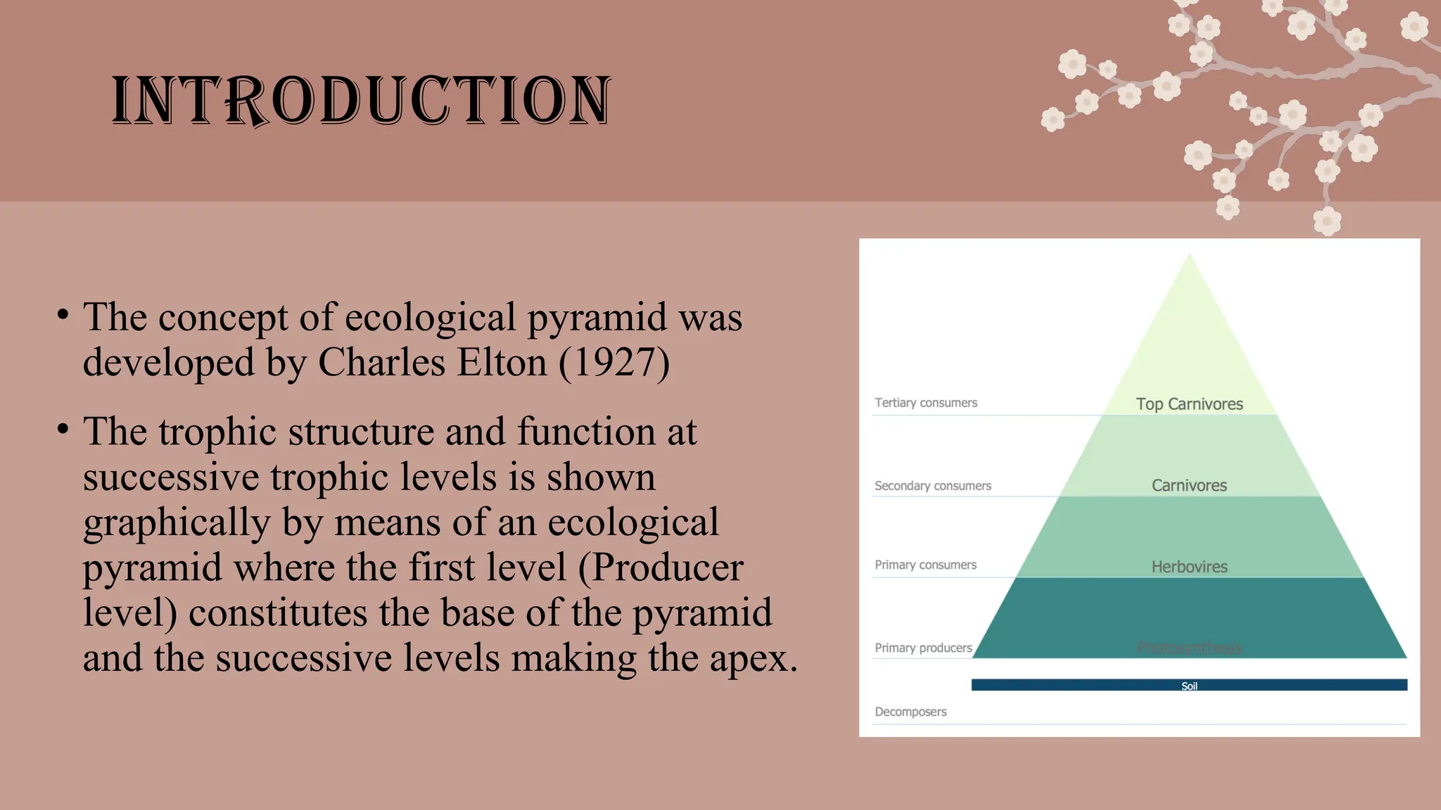 Ecological pyramid presentation student.pptx
