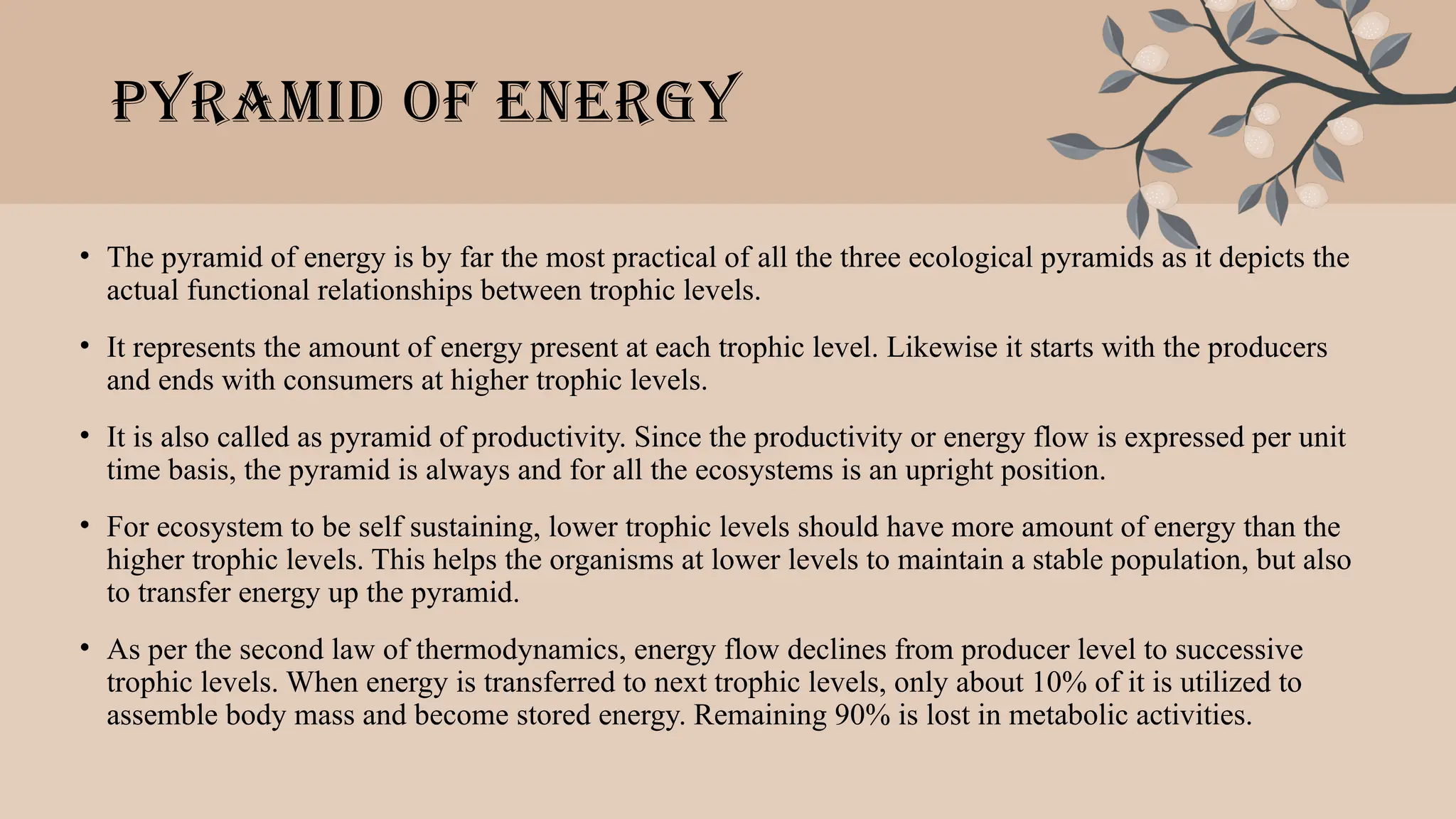 Ecological pyramid presentation student.pptx