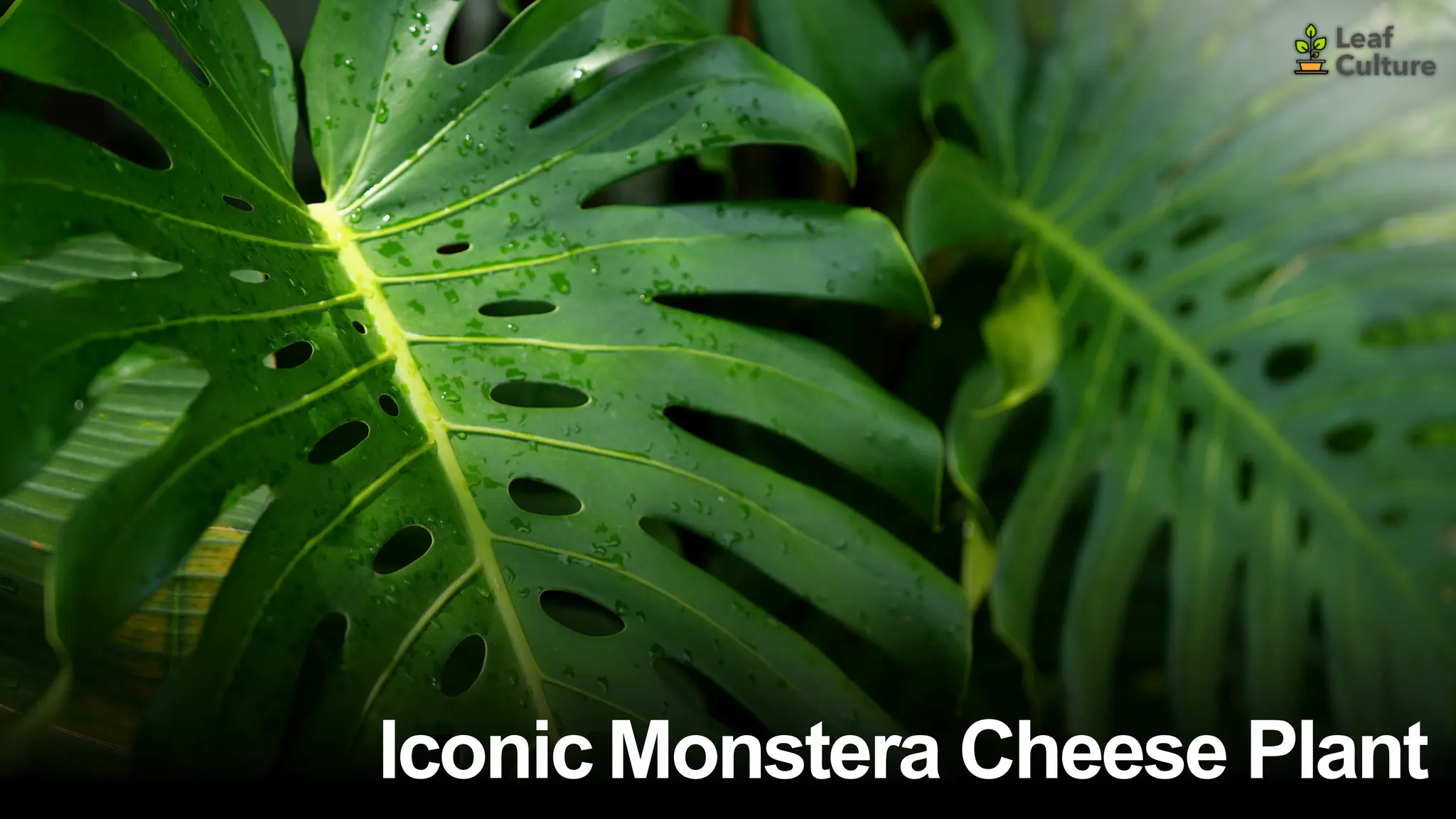 Embrace the Iconic Swiss Cheese Monstera Plant.pdf