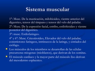 Embrilogia sistema muscular | PPT