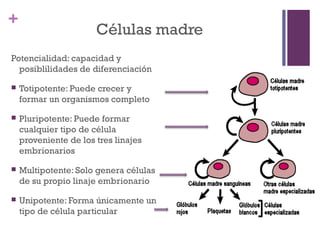 Desarrollo Embrionario | PPT