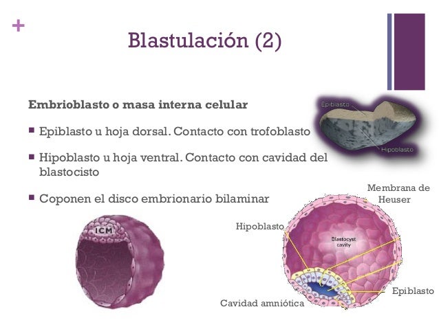 Blastulacion
