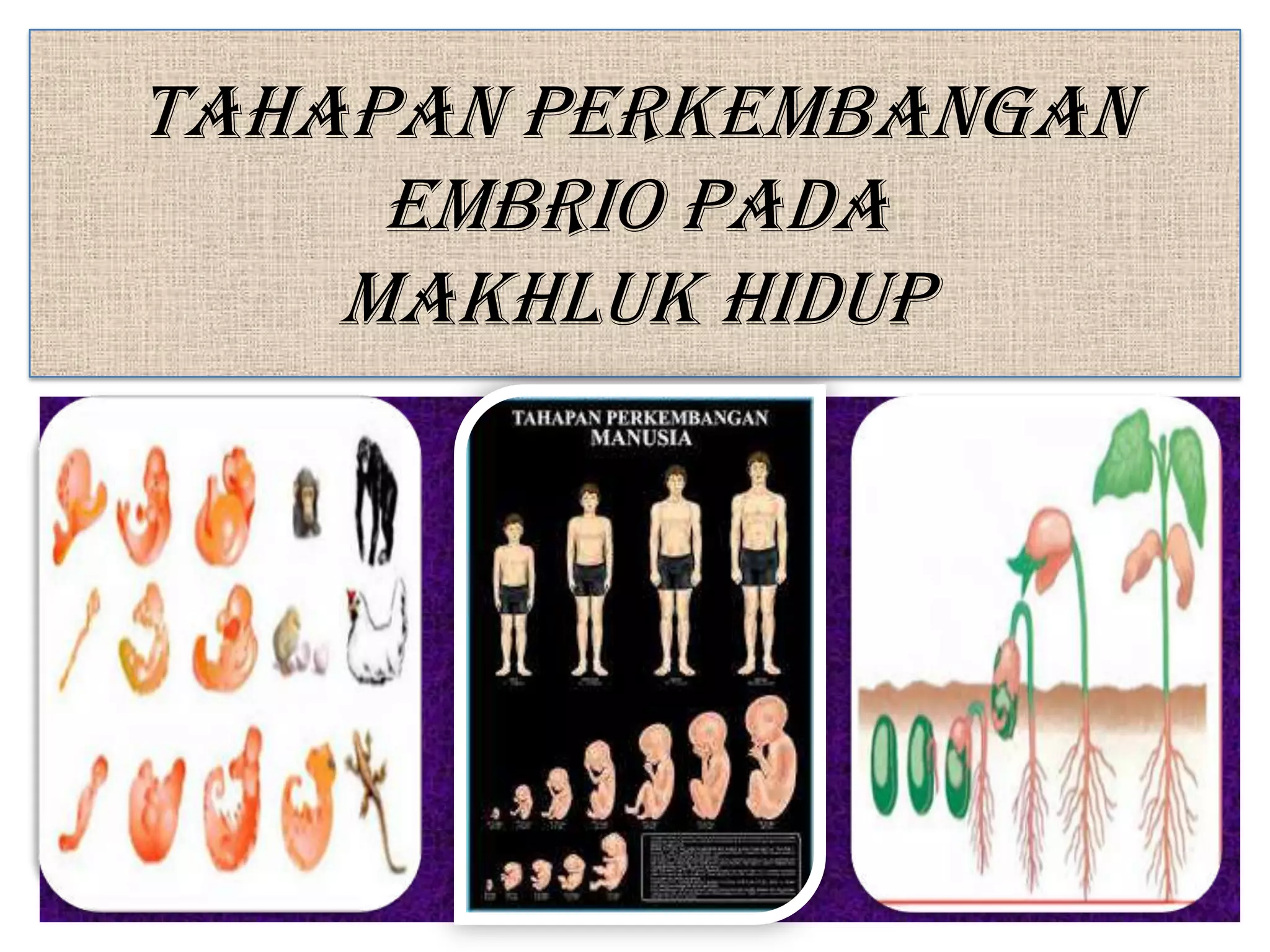 tahap perkembangan embrio pada makhluk hidup | PPTX
