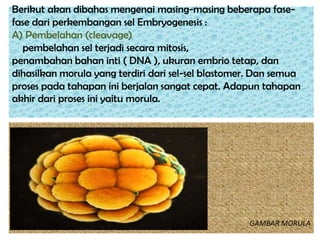 tahap perkembangan embrio pada makhluk hidup | PPTX