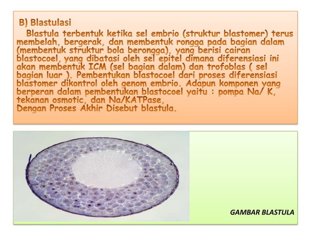 tahap perkembangan embrio pada makhluk hidup | PPTX