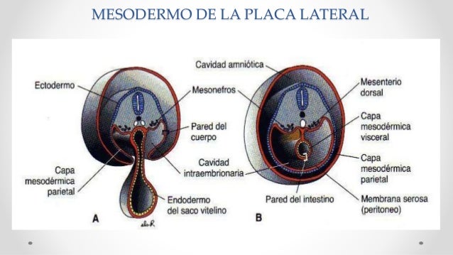 DERIVADOS DE LA CAPA GERMINAL MESODERMICa