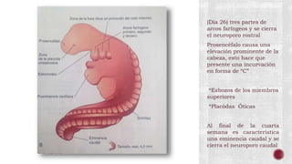 desarrollo Embrionario | PPTX