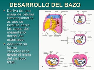 Embriologia del aparato digestivo e histología del páncreas | PPT