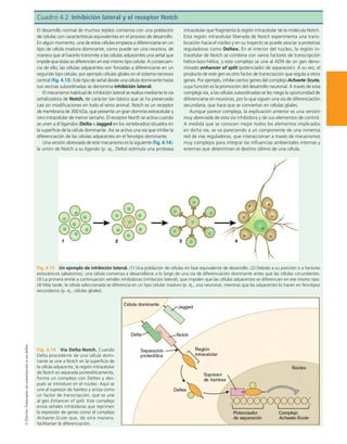embriología humana y biologia del desarrollo- carlson | PDF