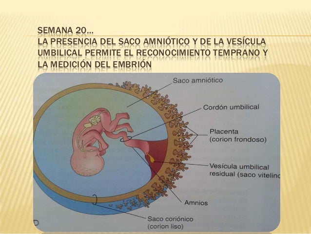 Ultrassom Do Saco Vitelino Humano