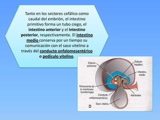 Embriología del Aparato Digestivo | PPTX
