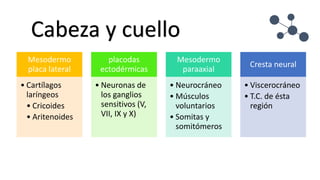 embrio cabeza y cuello embrio cabeza .pptx