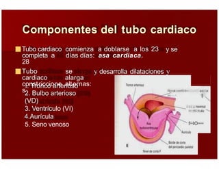 EMBRIOLOGIA CARDIACA DE LA UNIVERSIDAD DE MEDICINA | PPTX