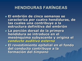 Embriologia craneomaxilofacial | PPT