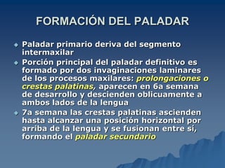 Embriologia craneomaxilofacial | PPT