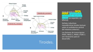 Embriologia del desarrollo del sistema Endocrino. | PPTX