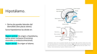 Embriologia del desarrollo del sistema Endocrino. | PPTX