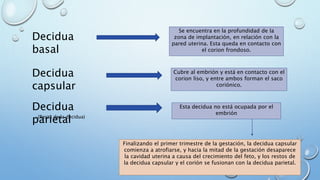 Embrio placenta | PPTX