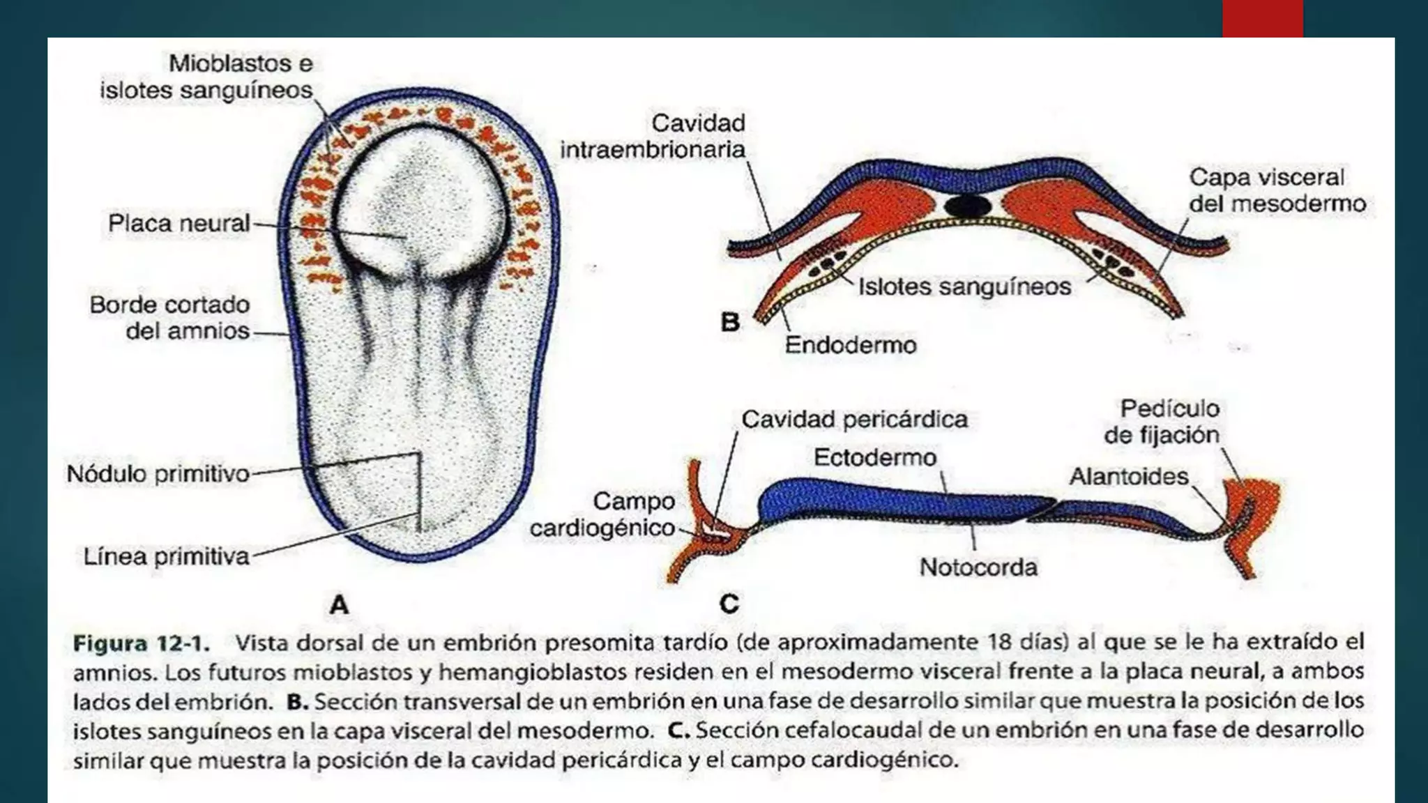 sistema cardiovascular - embriologia