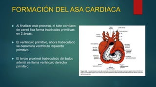 sistema cardiovascular - embriologia | PPT