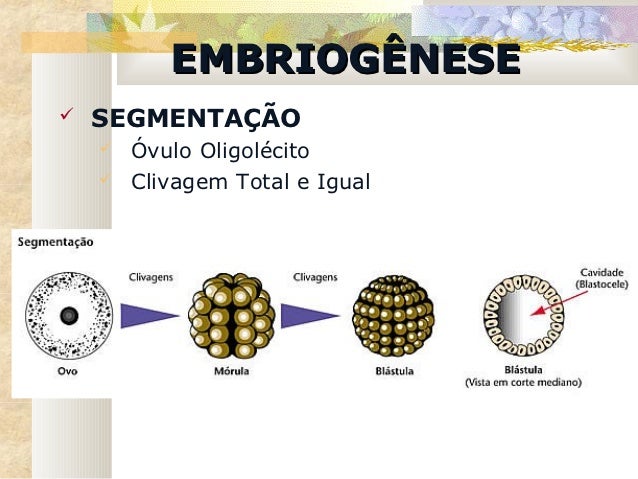 Embriogenese