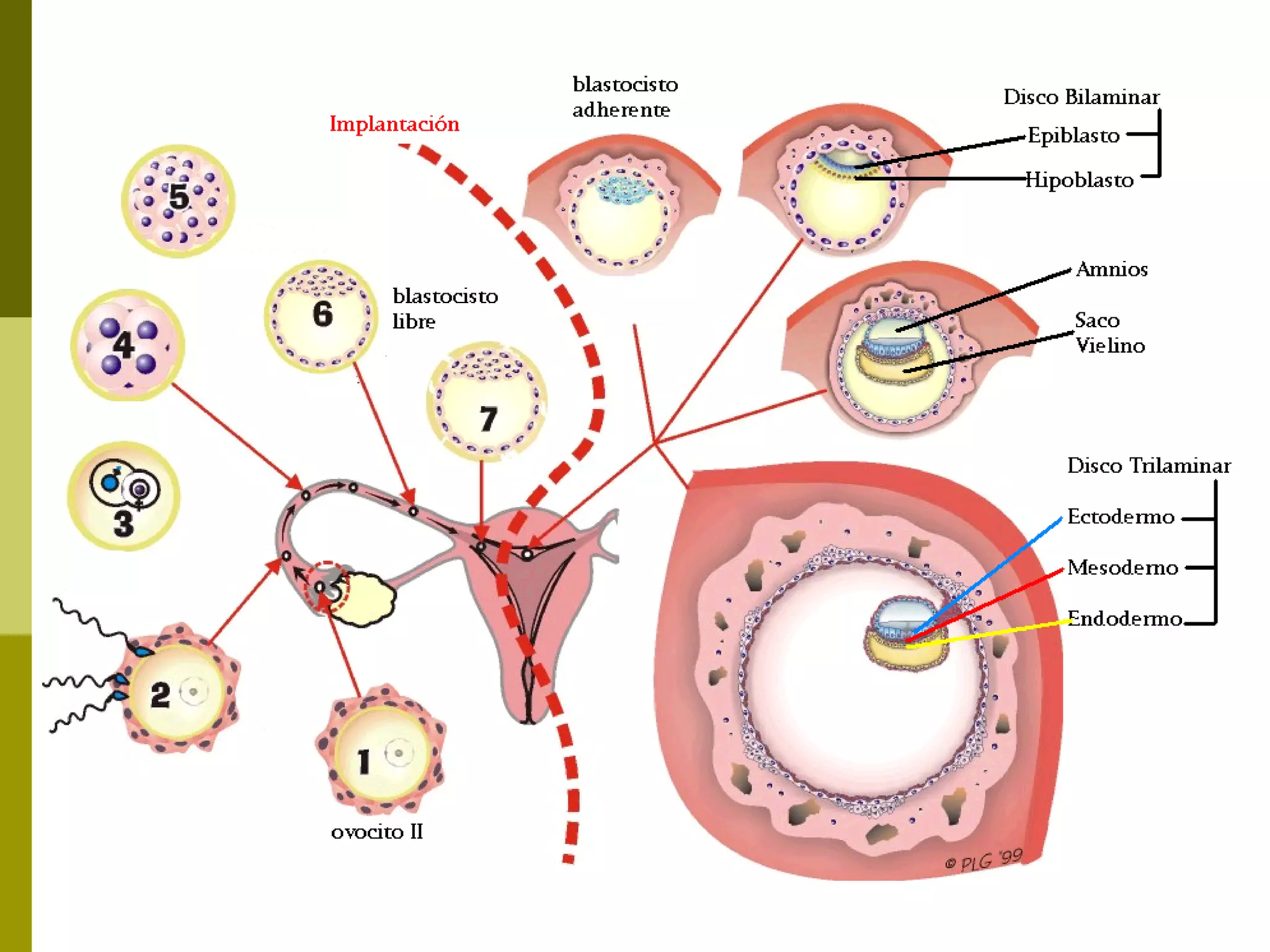 Embriogenesis | PPT | Pregnancy | Reproductive Health