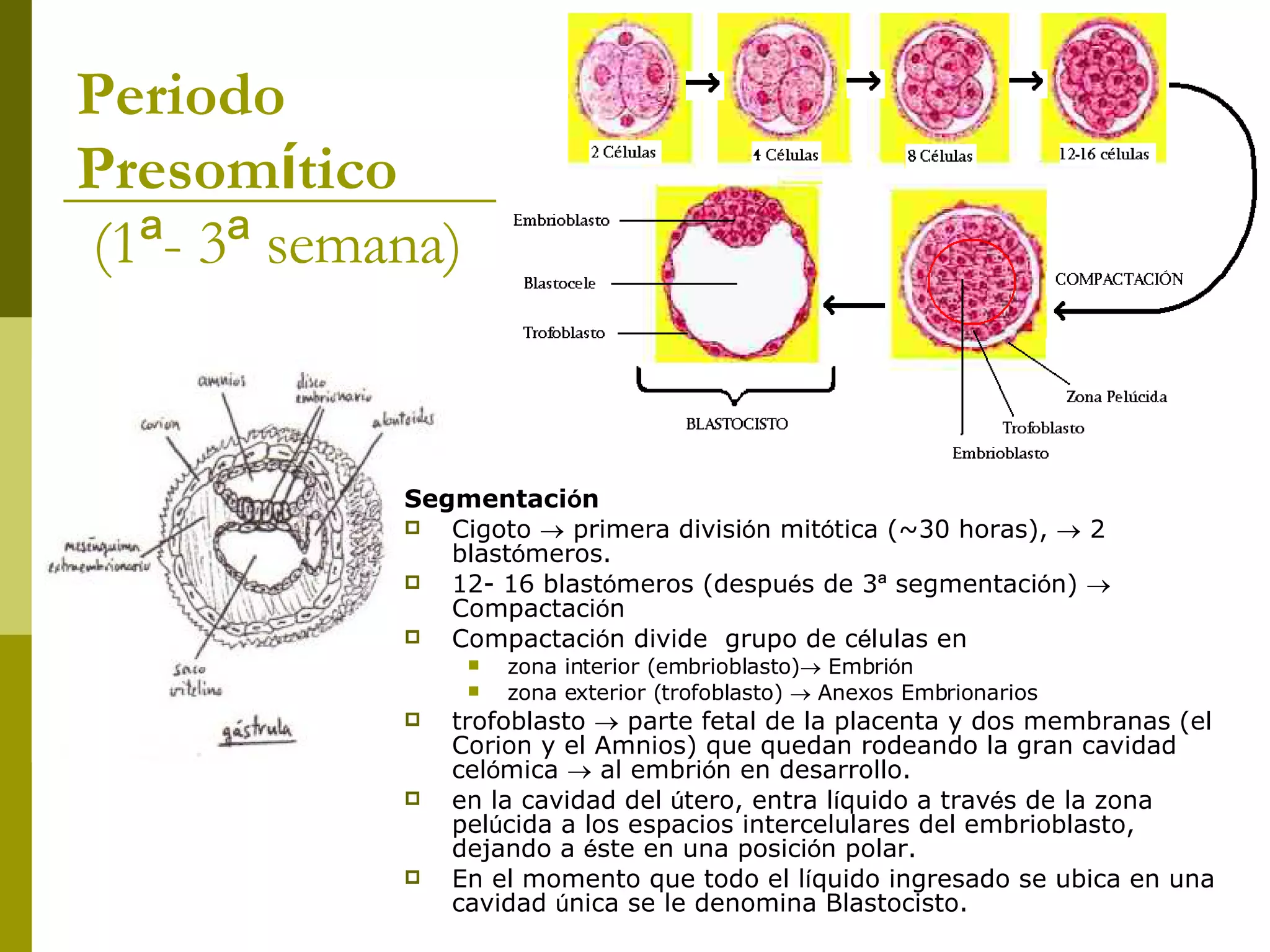 Embriogenesis | PPT | Pregnancy | Reproductive Health